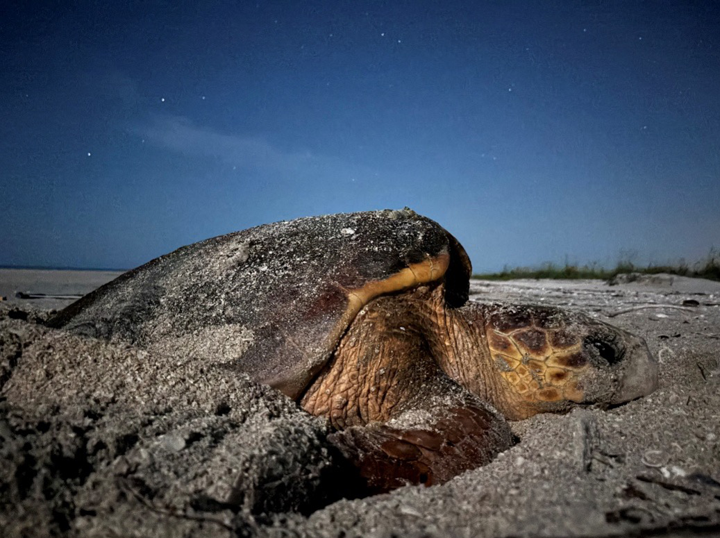 Peak sea turtle nesting season just around corner - SANIBEL-CAPTIVA ...